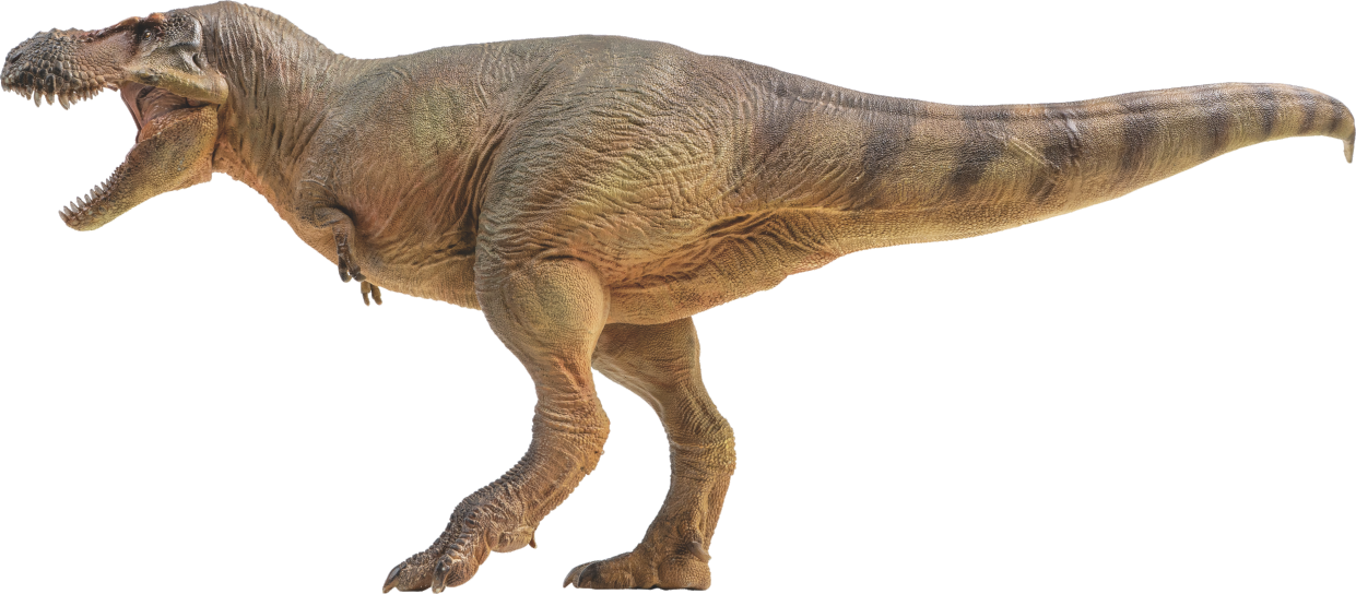 New Release | Lu Xiong the Zhuchengtyrannus Scientific Art Model from PNSO Prehistoric Animal ...