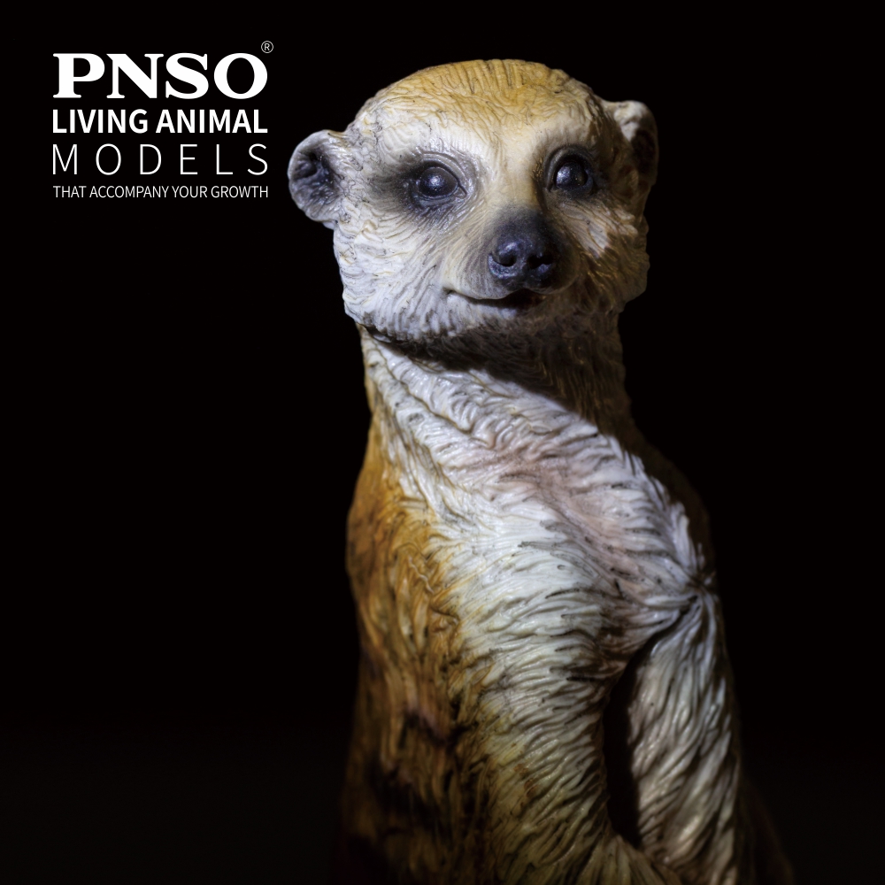 Duoduo The Meerkat Scientific Art Model From PNSO Living Animal Models Duoduo The Meerkat Scientific Art Model From PNSO Living Animal Models