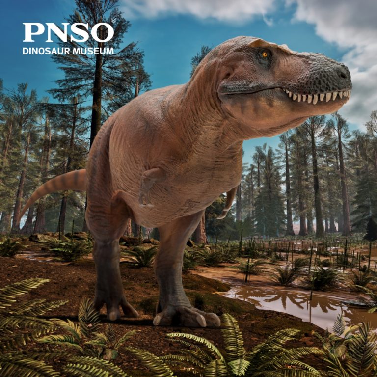 New Release | Cameron the Tyrannosaurus rex 1:35 Scientific Art Model from PNSO Dinosaur Museum ...