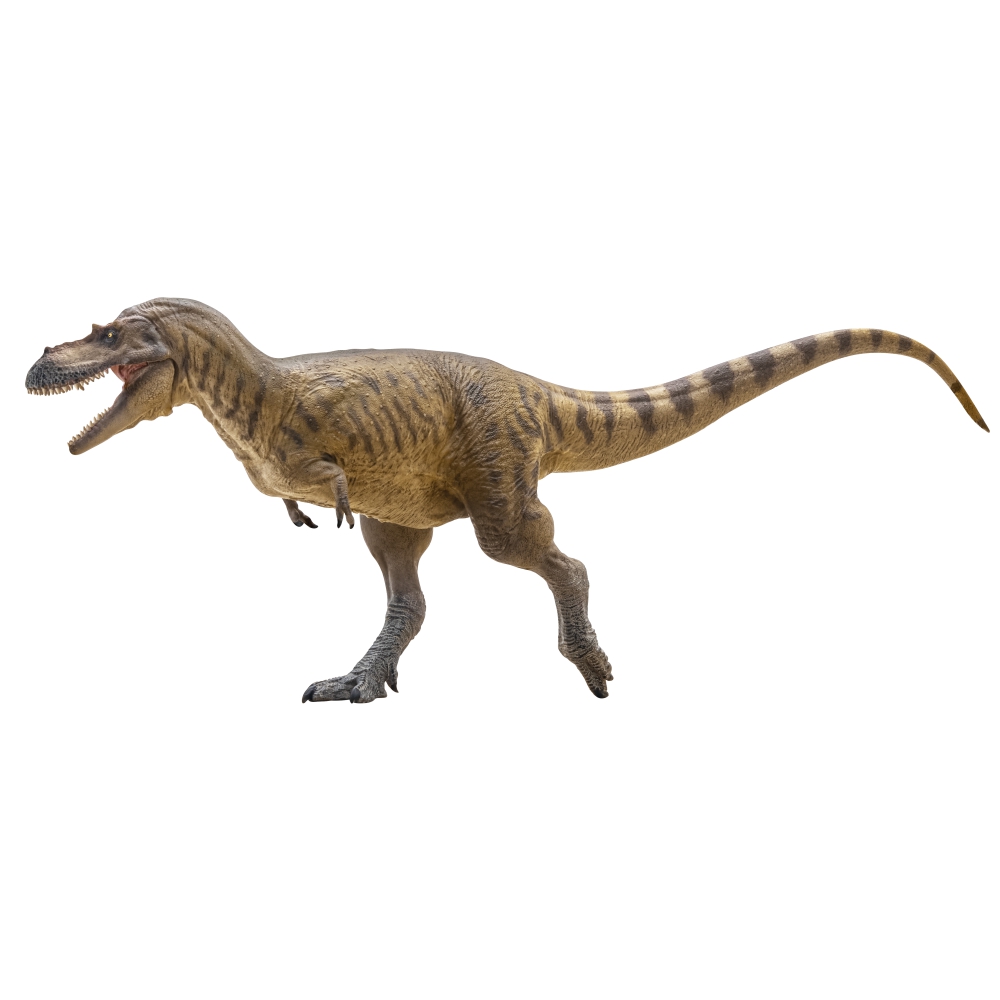 New Release | Wally the Albertosaurus Scientific Art Model from PNSO ...